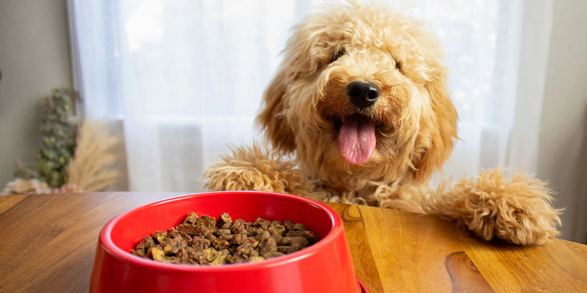 Understanding Dog Foods: A Comprehensive Guide to Canine Nutrition